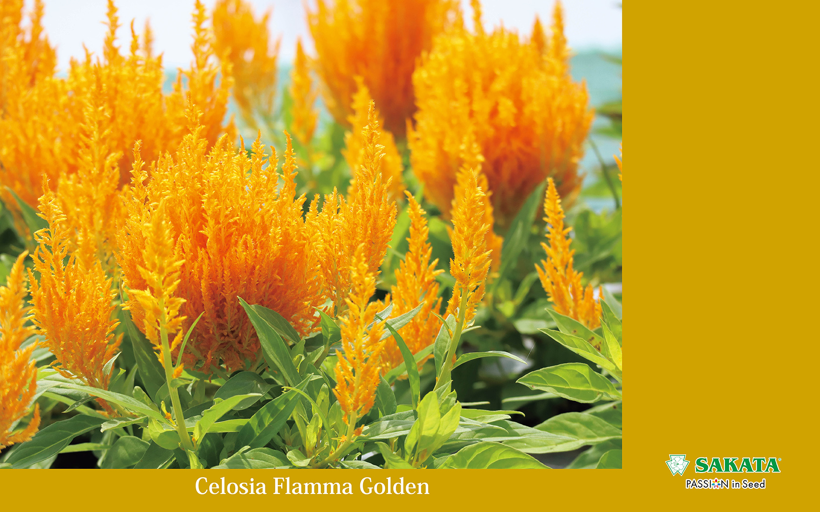 SPECIAL | SAKATA ORNAMENTALS ASIA