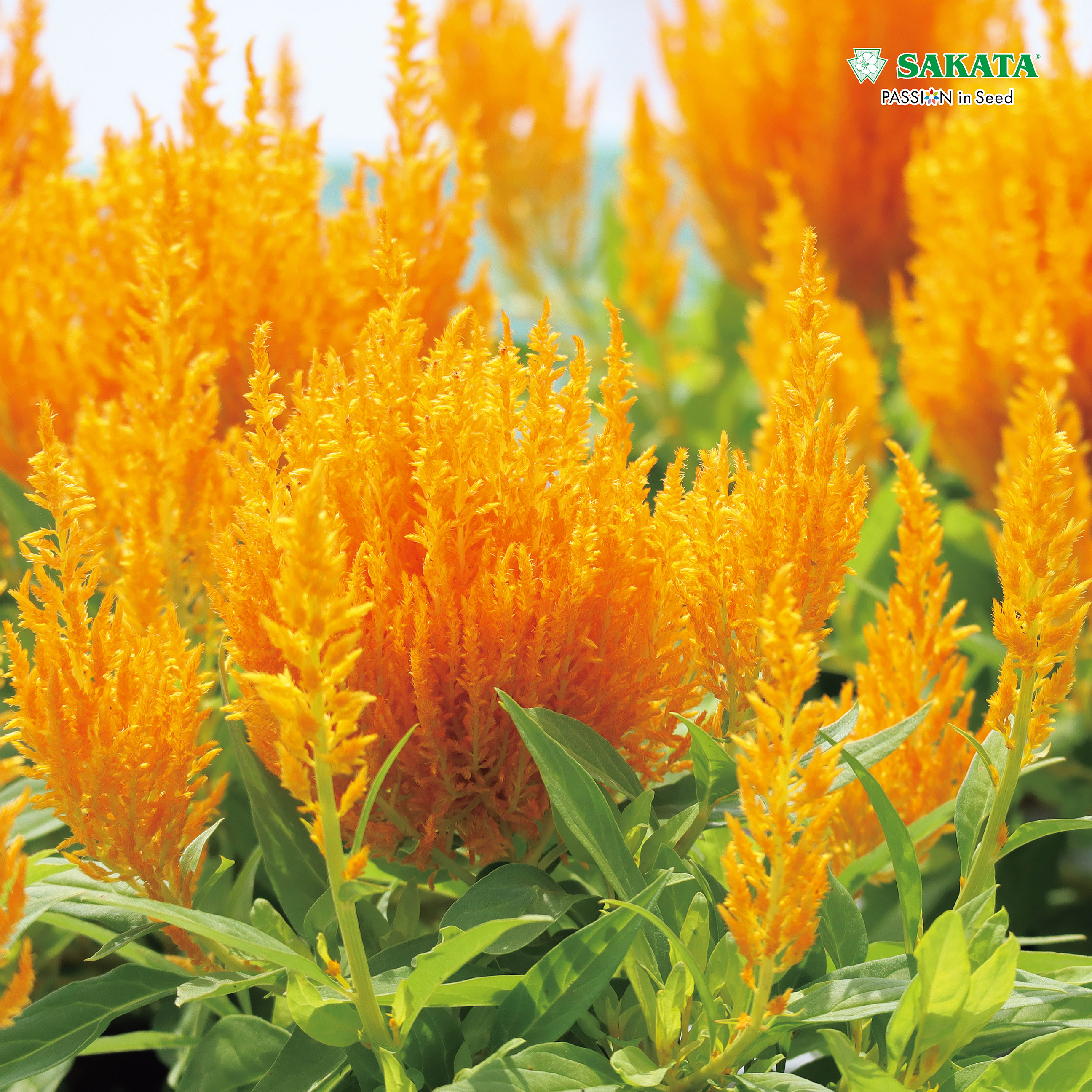 SPECIAL | SAKATA ORNAMENTALS ASIA