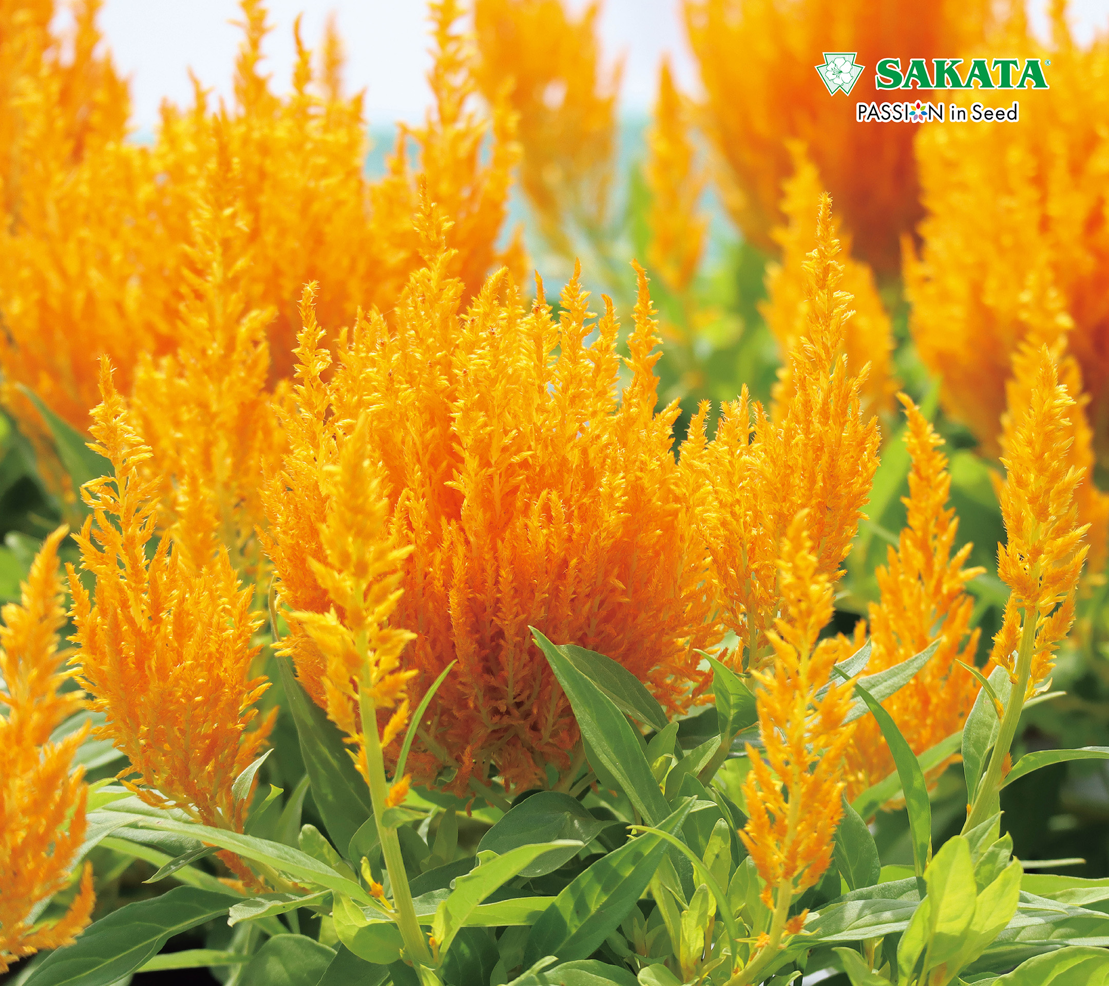 SPECIAL | SAKATA ORNAMENTALS ASIA