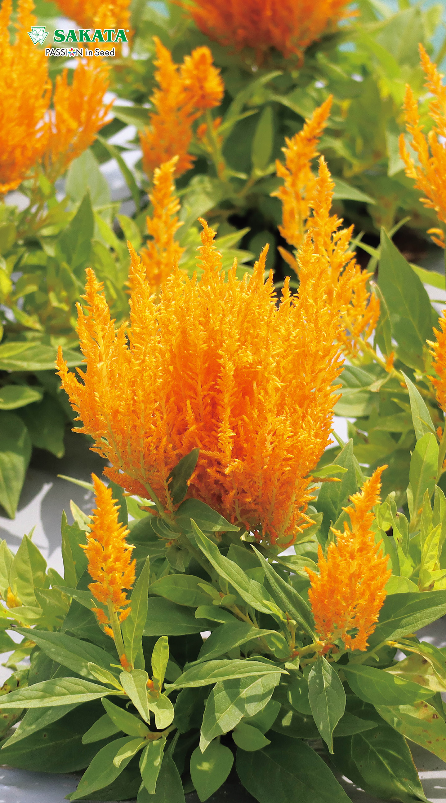 SPECIAL | SAKATA ORNAMENTALS ASIA