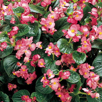 BEGONIA INFERNO | SAKATA ORNAMENTALS ASIA
