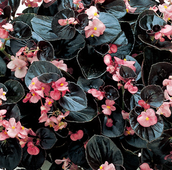 BEGONIA INFERNO | SAKATA ORNAMENTALS ASIA