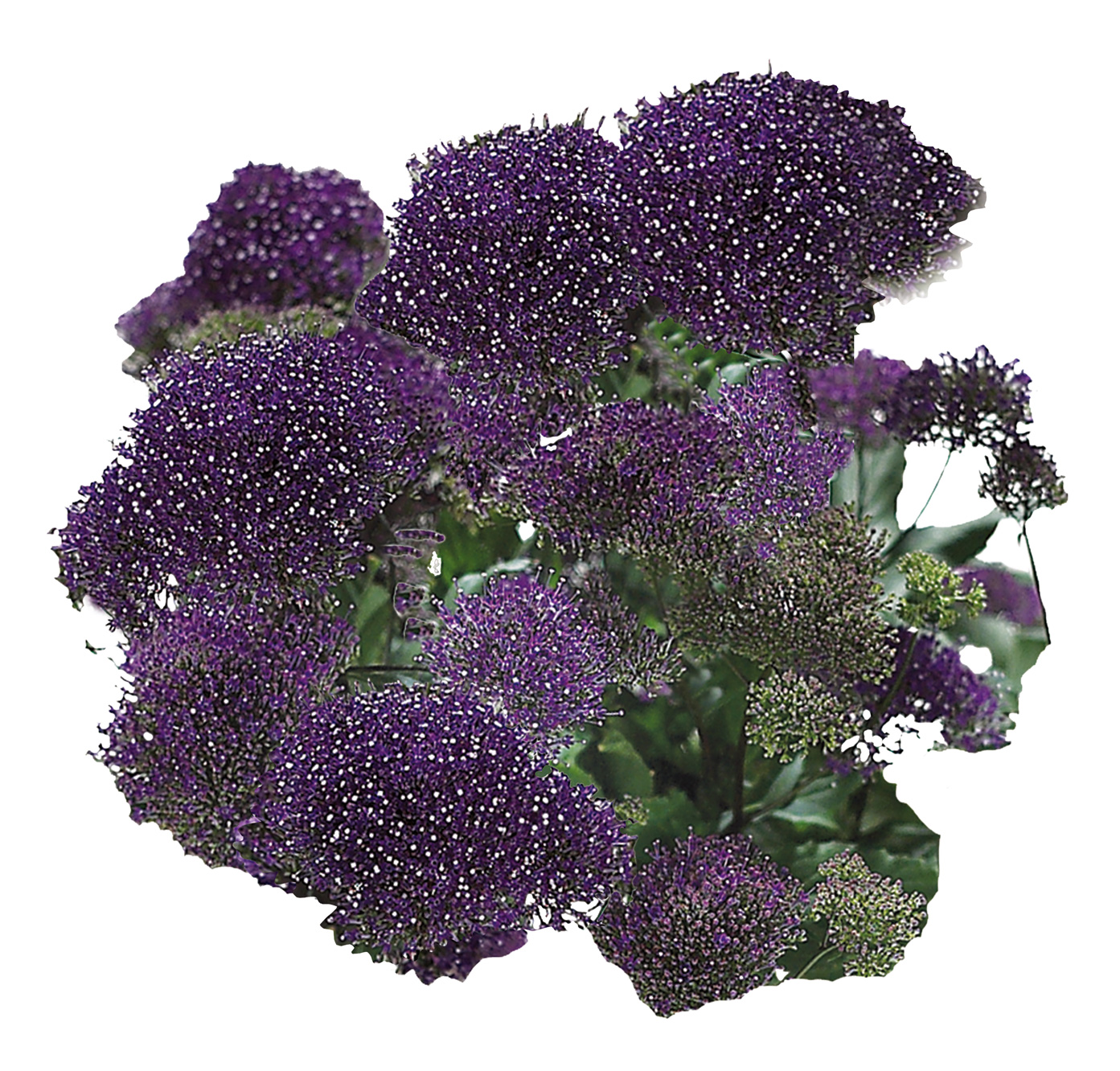 TRACHELIUM PASSION IN | SAKATA ORNAMENTALS ASIA