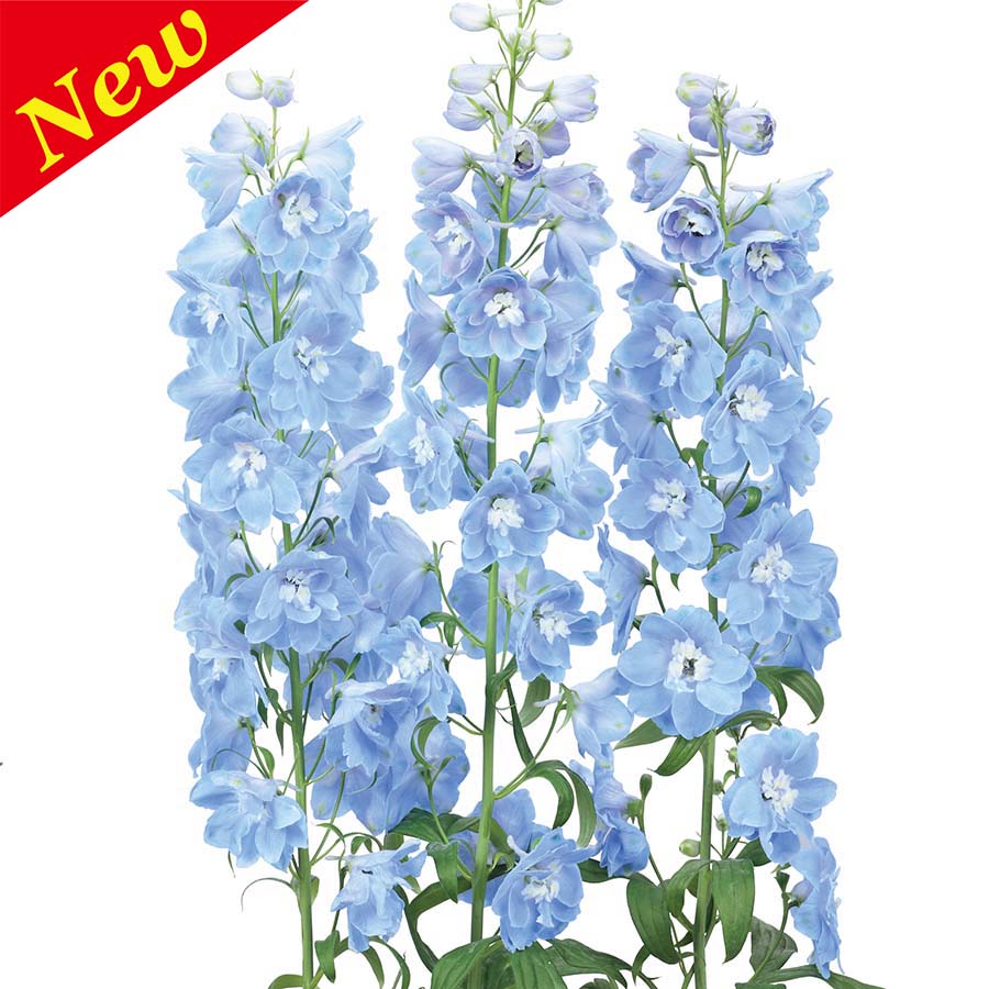 DELPHINIUM CANDLE | SAKATA ORNAMENTALS ASIA
