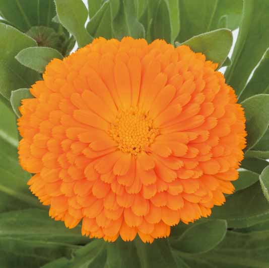CALENDULA CALYPSO II | SAKATA ORNAMENTALS ASIA