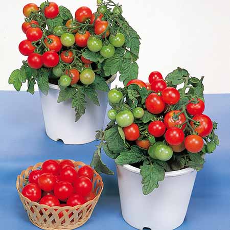 TOMATO RED ROBIN | SAKATA ORNAMENTALS ASIA