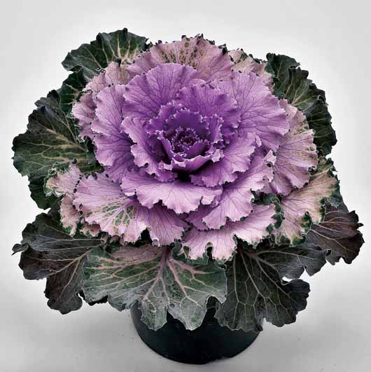 FLOWERING CABBAGE OSAKA | SAKATA ORNAMENTALS ASIA