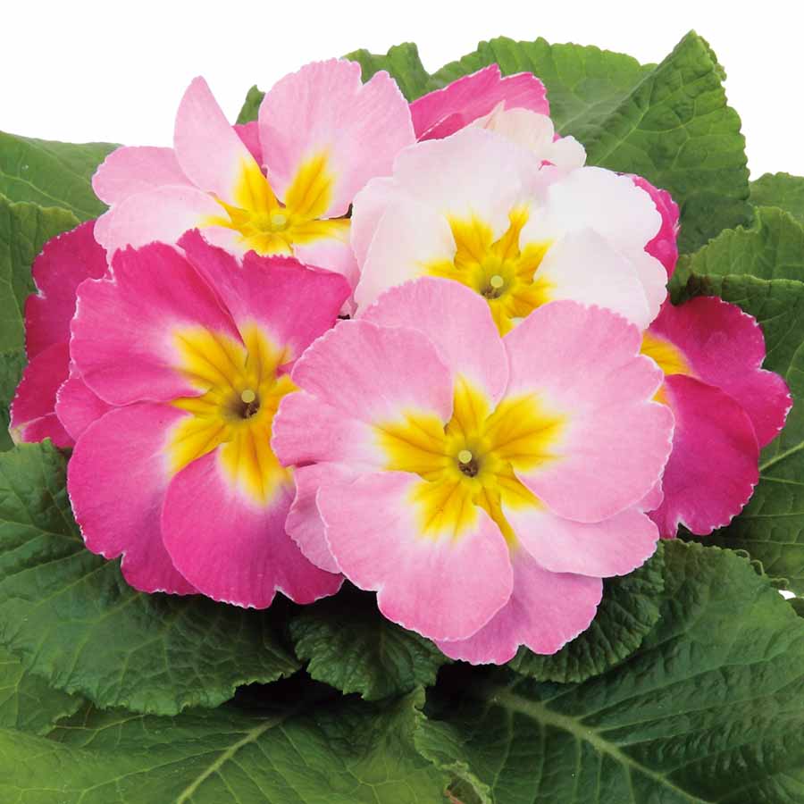 PRIMULA PRINCESSA | SAKATA ORNAMENTALS ASIA