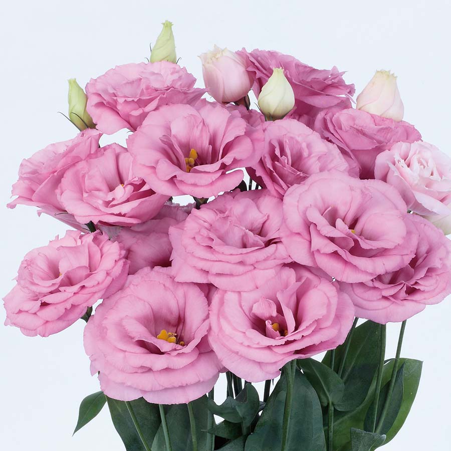 LISIANTHUS AUBE | SAKATA ORNAMENTALS ASIA