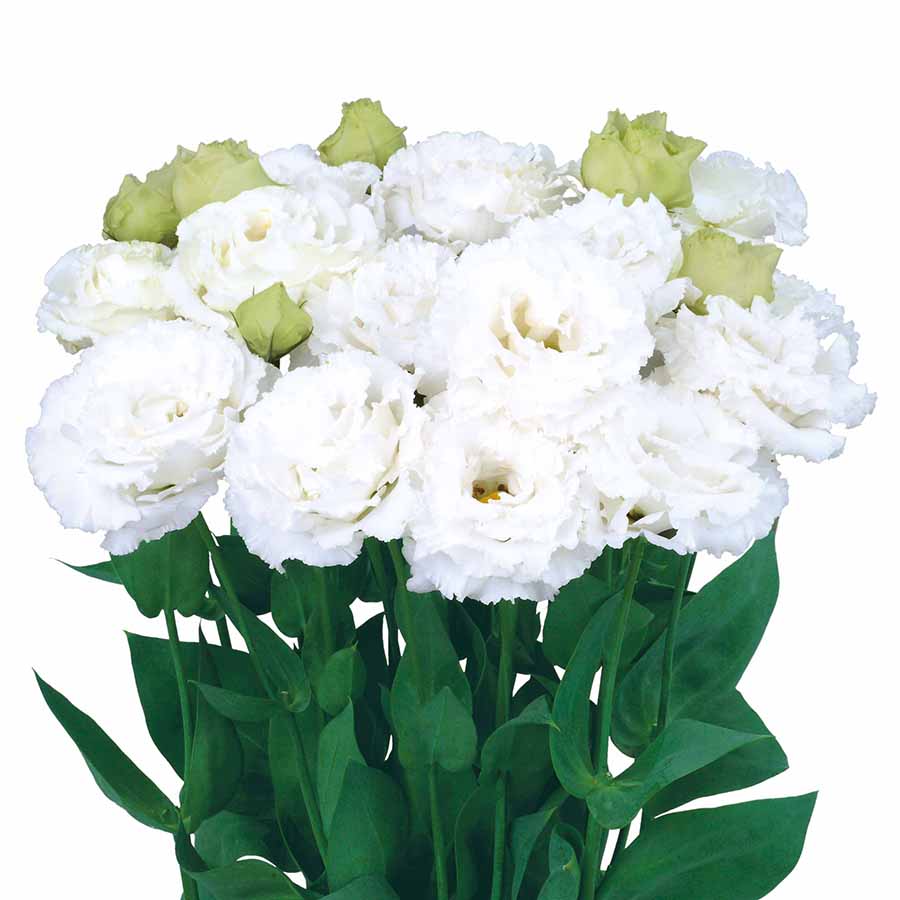 LISIANTHUS MAQUIA 2 | SAKATA ORNAMENTALS ASIA