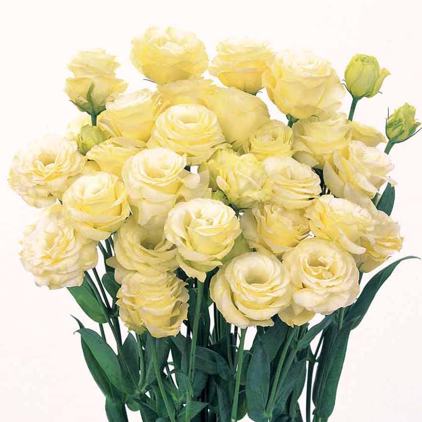 LISIANTHUS ROSITA 3 | SAKATA ORNAMENTALS ASIA