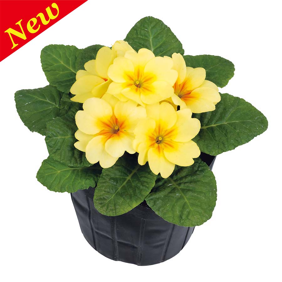 PRIMULA DANESSA | SAKATA ORNAMENTALS ASIA