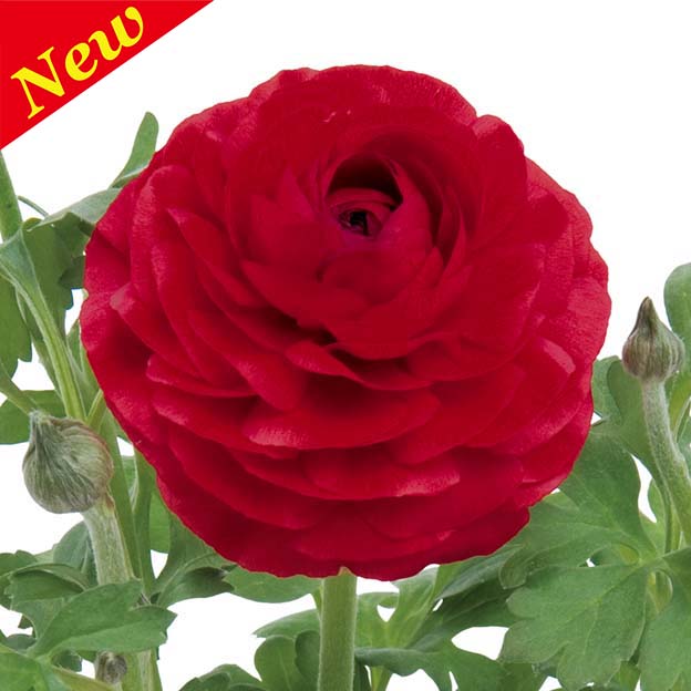 RANUNCULUS BLOOMINGDALE II | SAKATA ORNAMENTALS ASIA